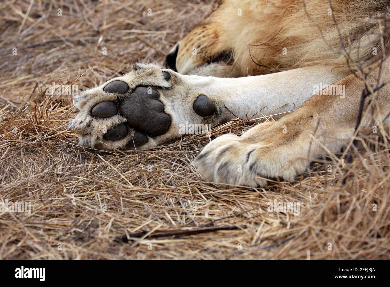 Lions paw hi-res stock photography and images - Alamy