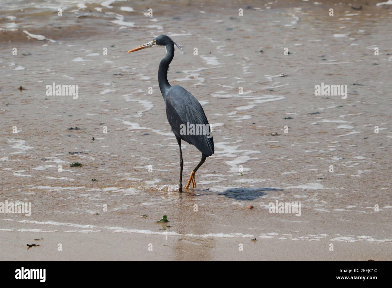 Selective focus shot of a beautiful black heron hunting on a sandy ...