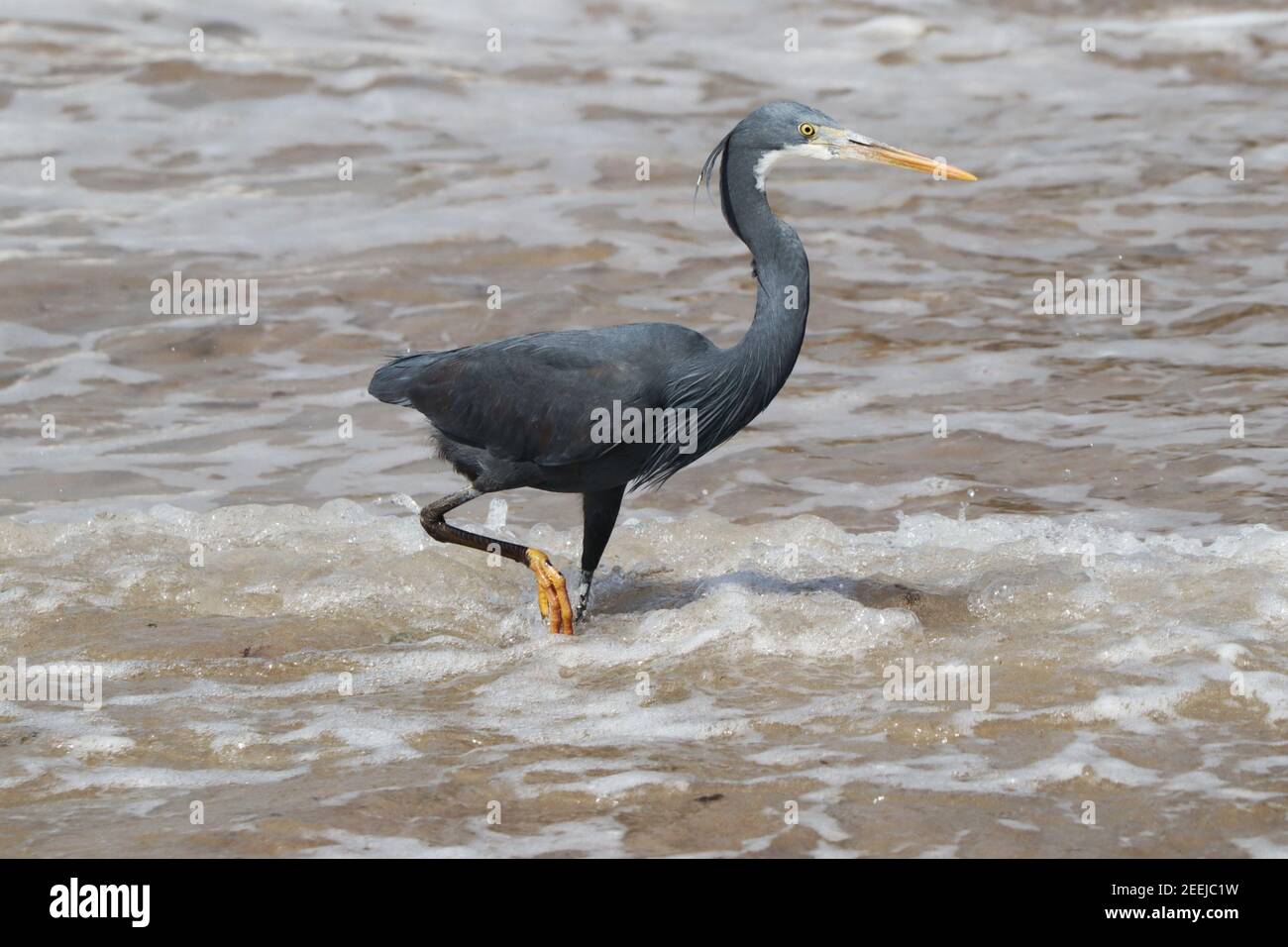 Selective focus shot of a beautiful black heron hunting on a sandy ...
