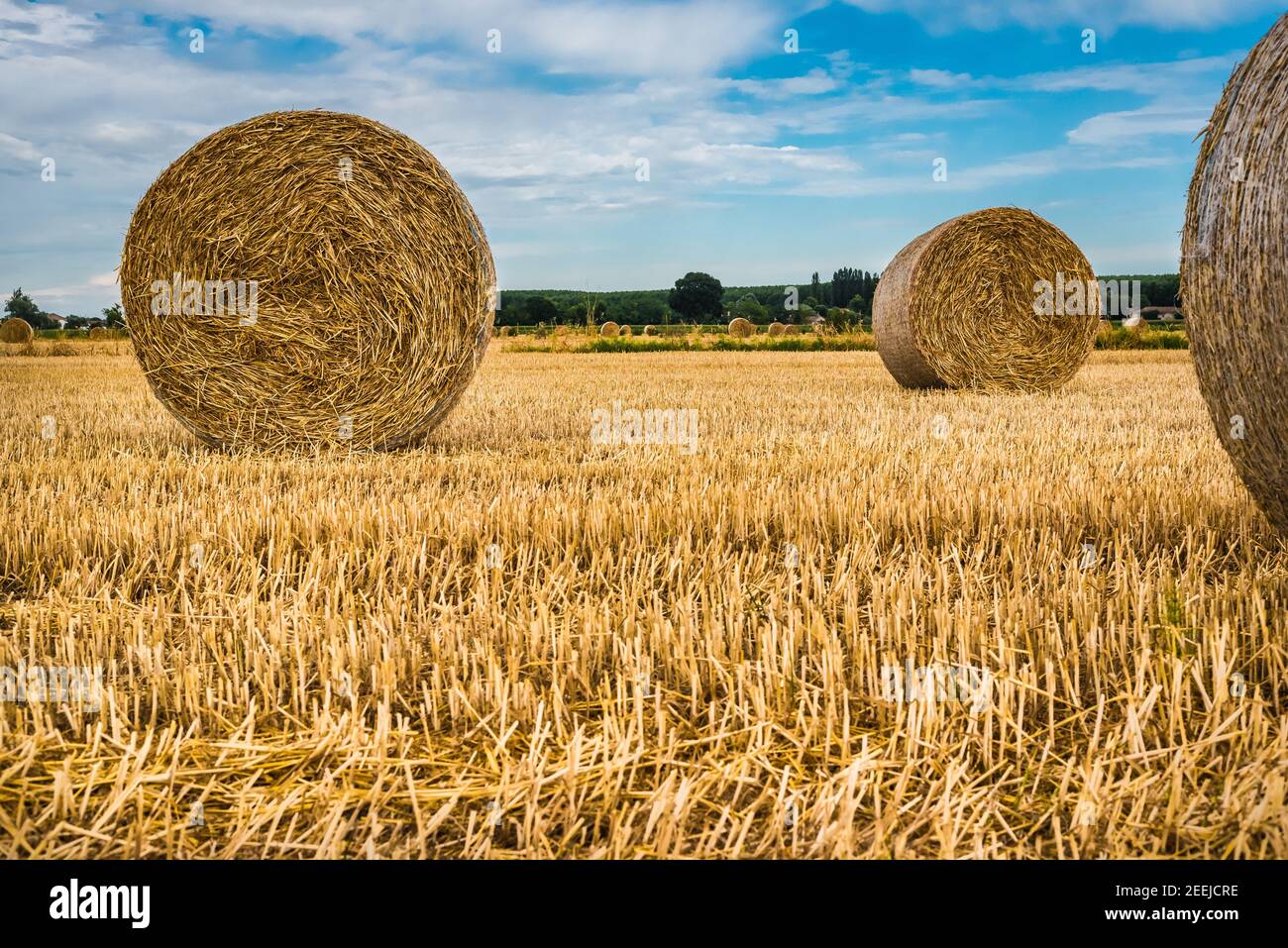 hay in the countryside Stock Photo - Alamy