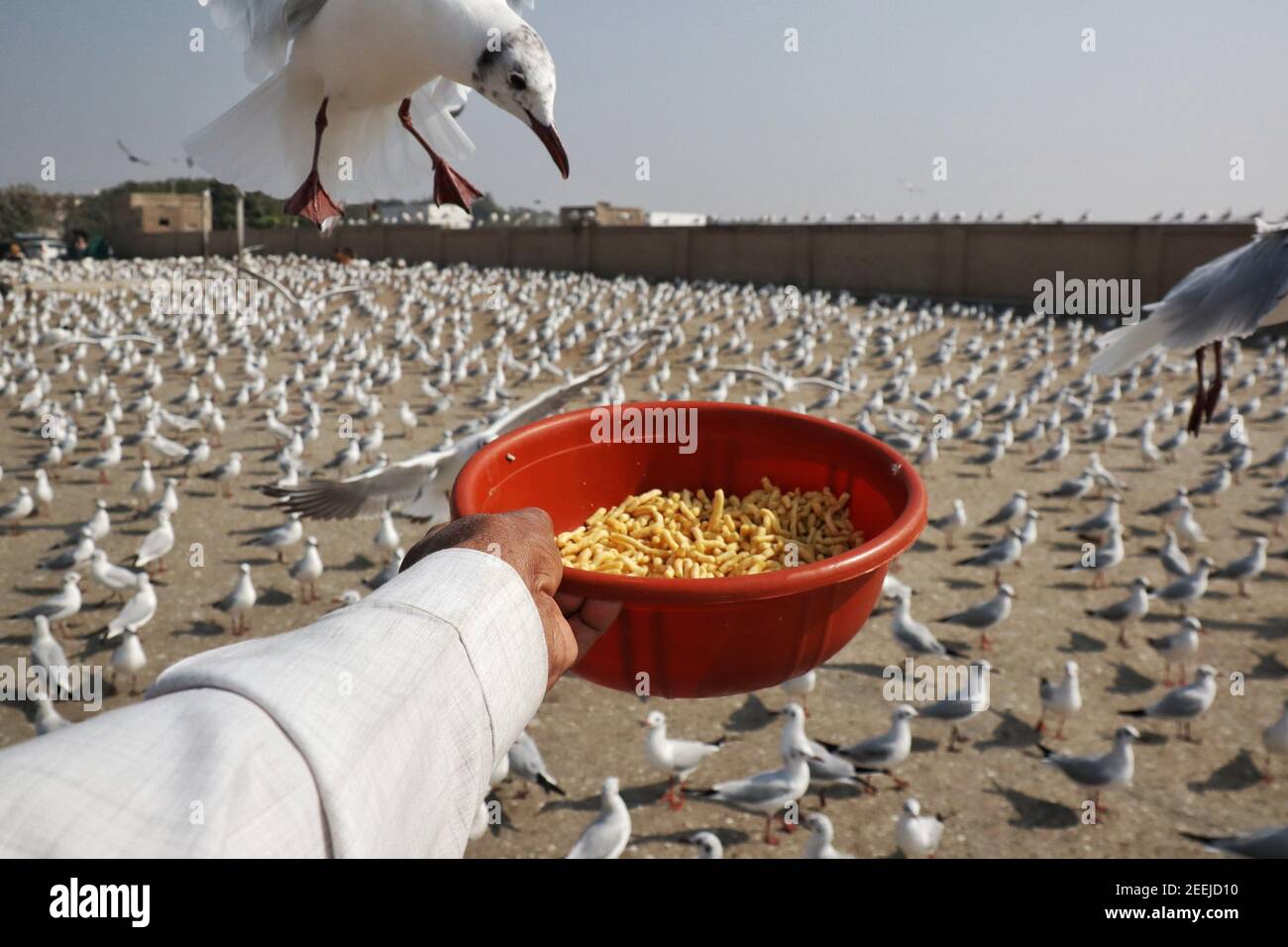 Male feeding gull with a group of gulls in the background Stock Photo ...