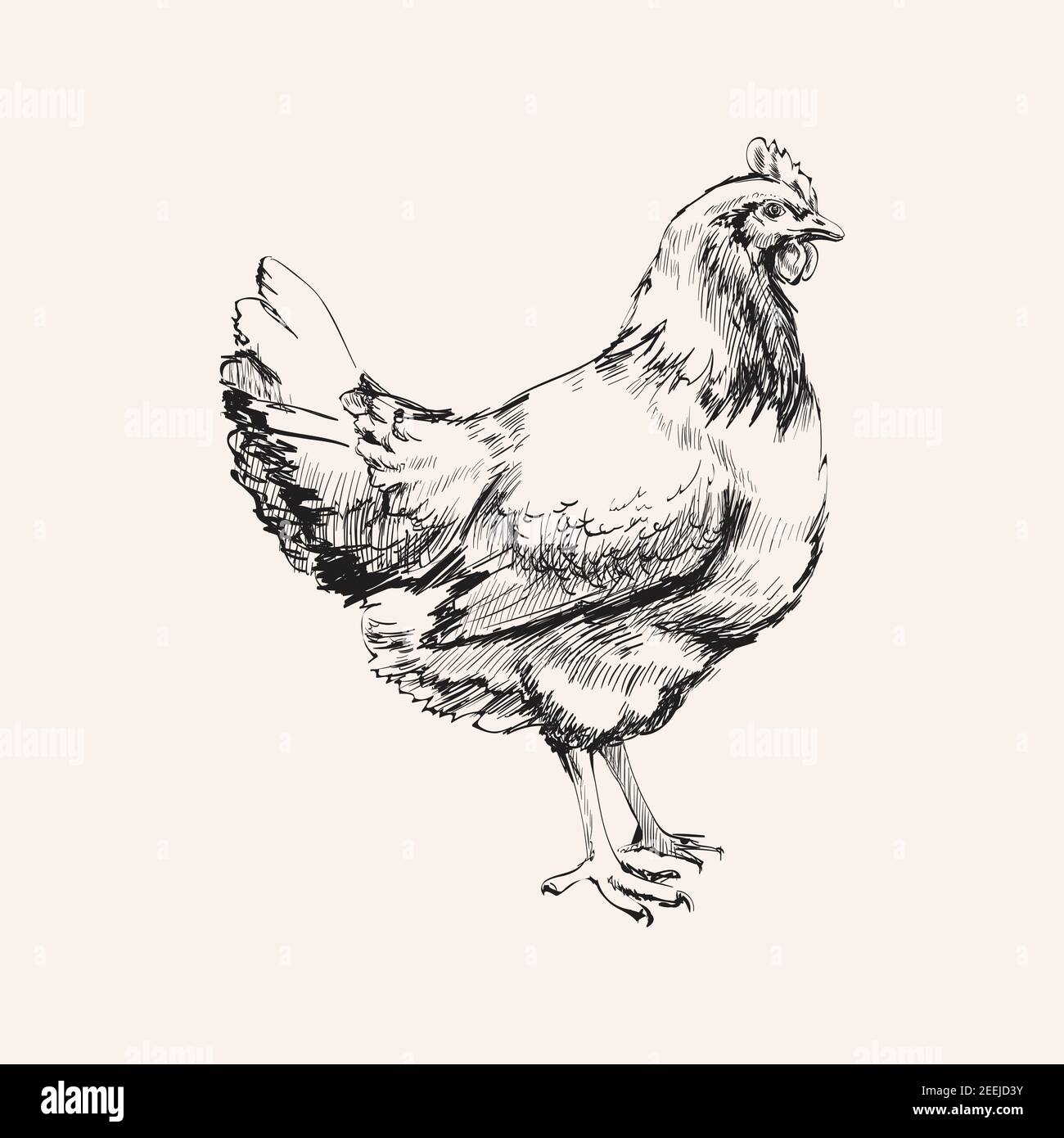 Hand Drawn Sketch Chicken Hen Vector illustration Hand Drawn Sketch ...