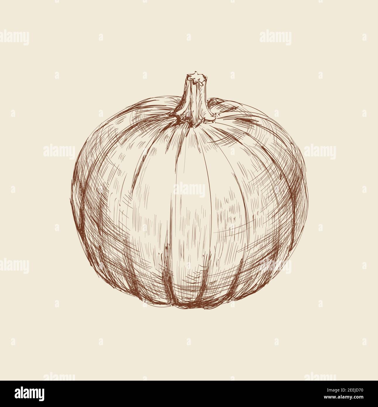 Pumpkin Hand Drawing Vector Illustration. Pumpkin Hand Drawing Vector ...