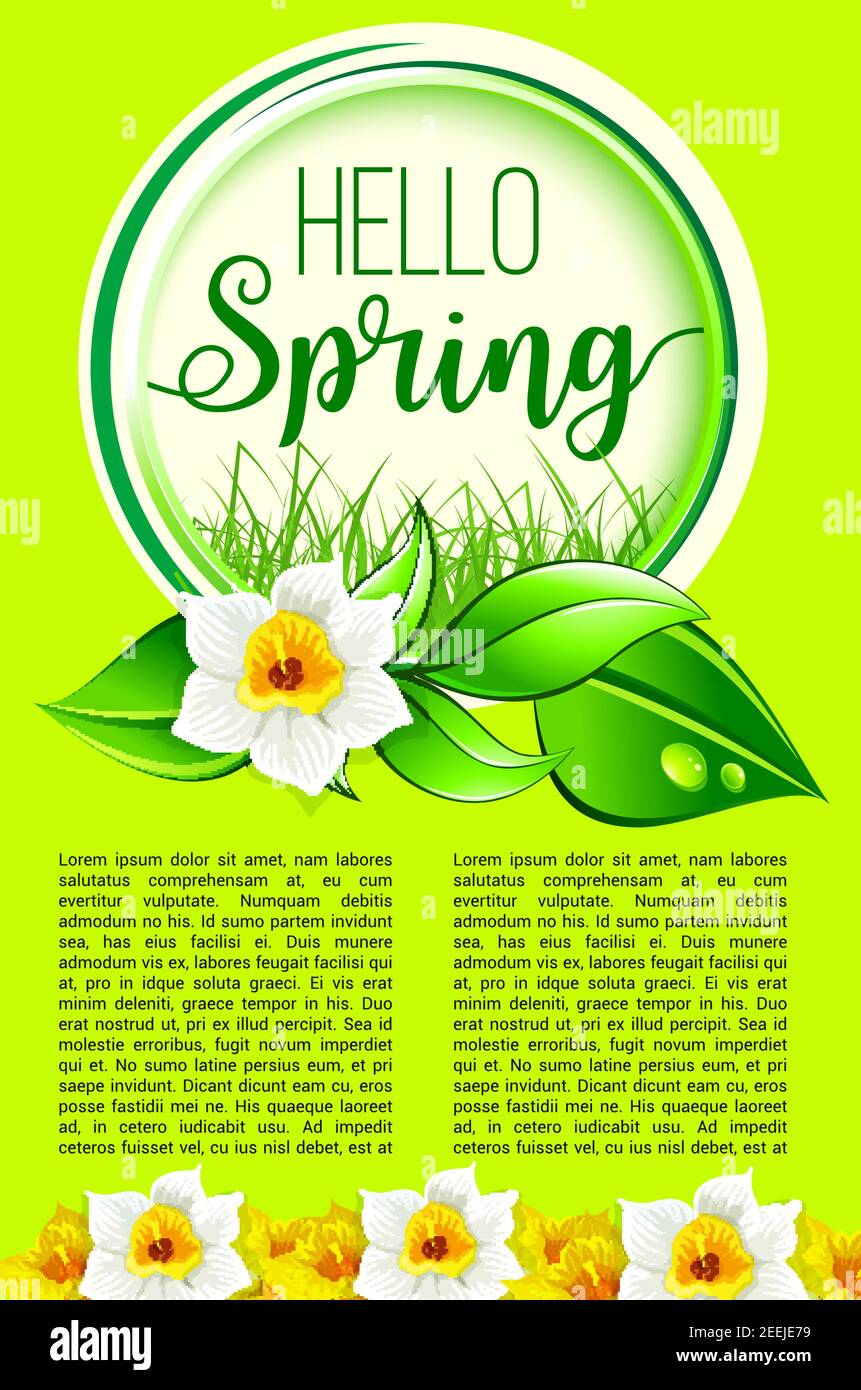 Daffodil blossoms Stock Vector Images - Alamy