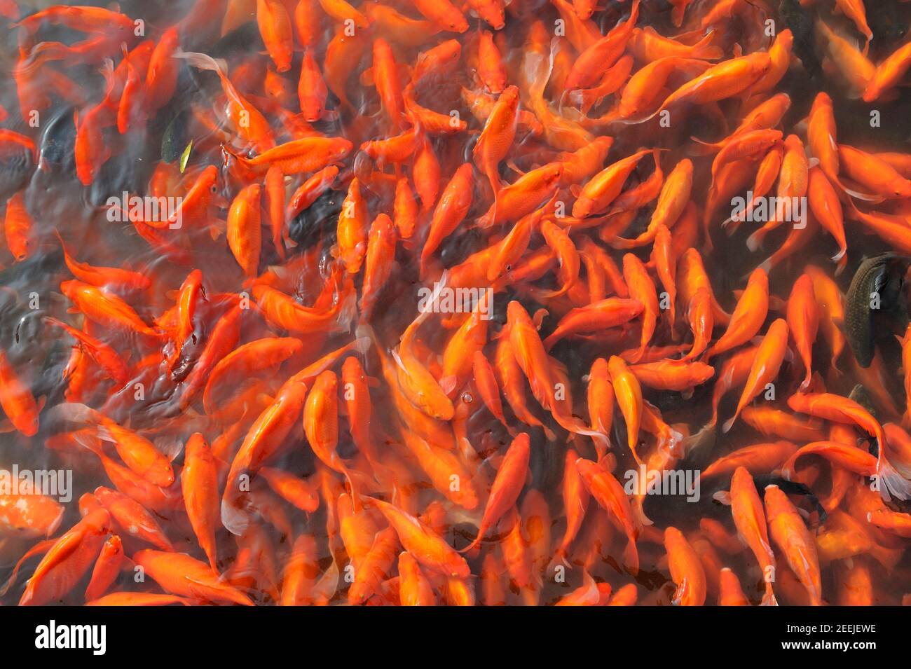 Fish garden china hangzhou hi-res stock photography and images - Alamy