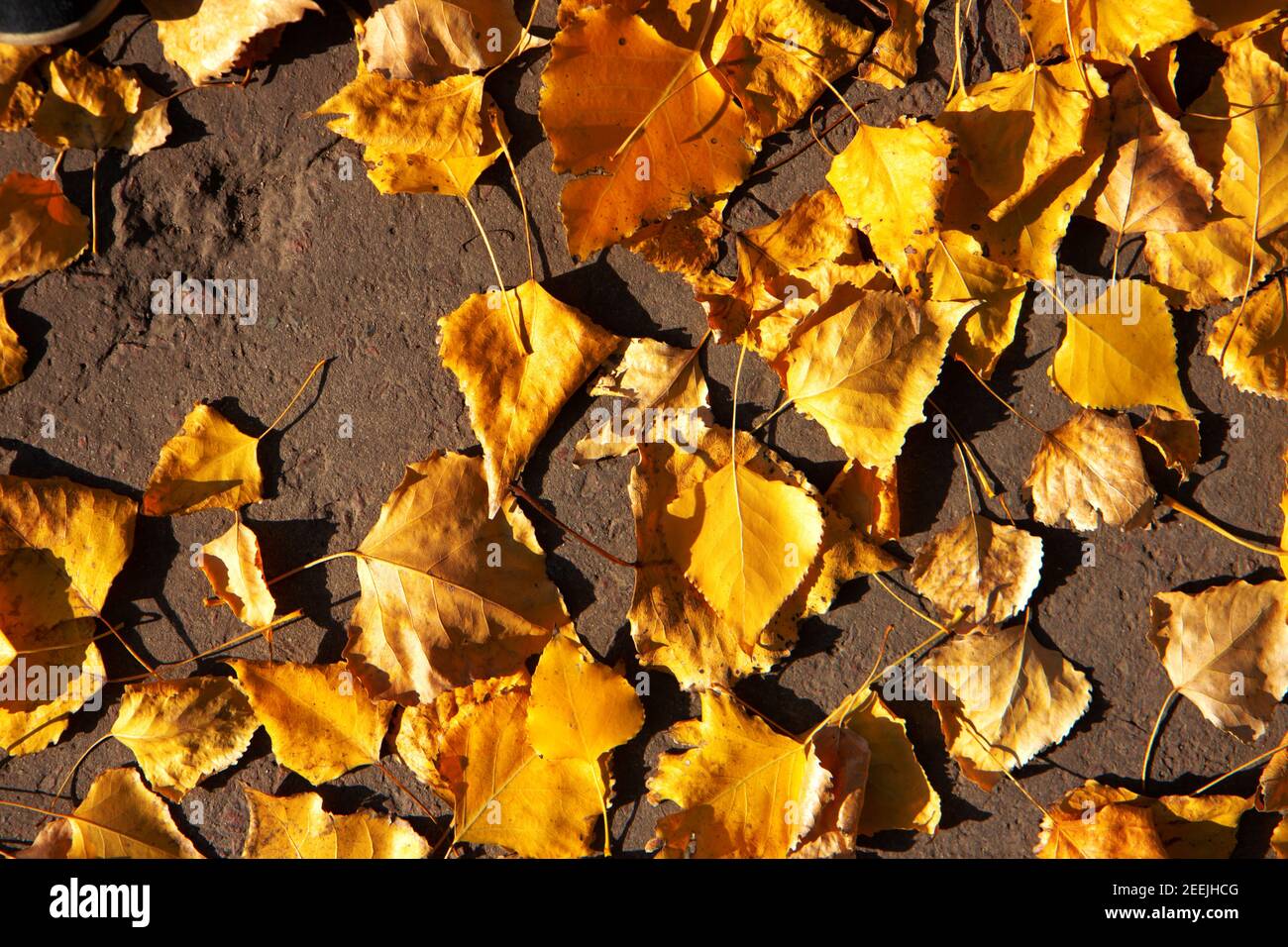Autumn background. Yellow, fallen leaves on the ground. Golden autumn ...