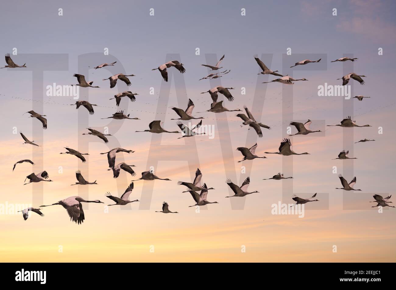 Birds flying in arrow formation hi-res stock photography and images - Alamy