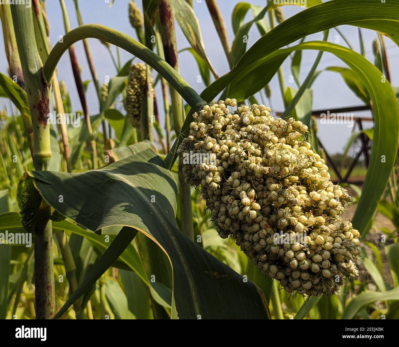 Closeup shot of corn flowering stage in the field Stock Photo - Alamy