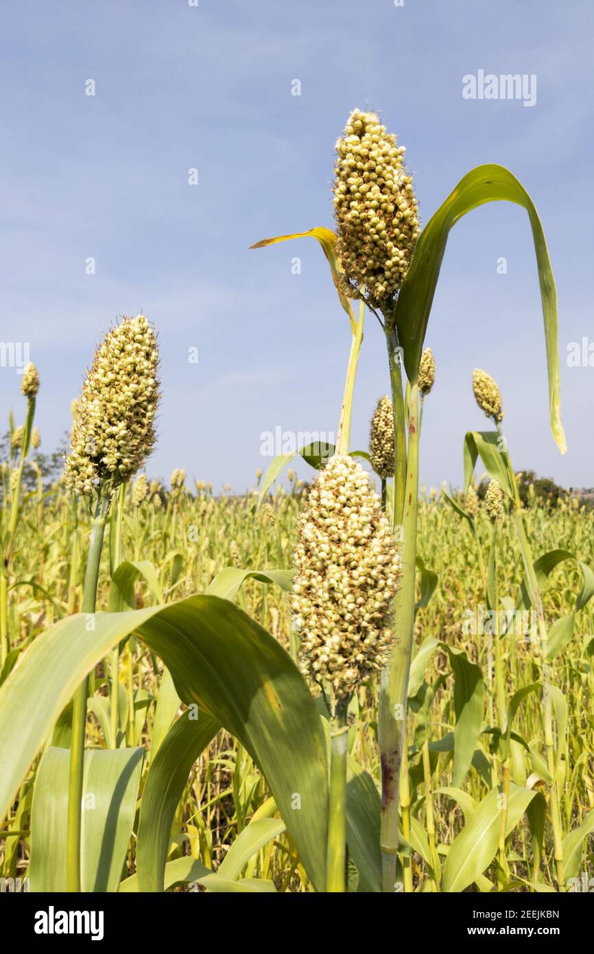 Closeup shot of corn flowering stage in the field Stock Photo - Alamy