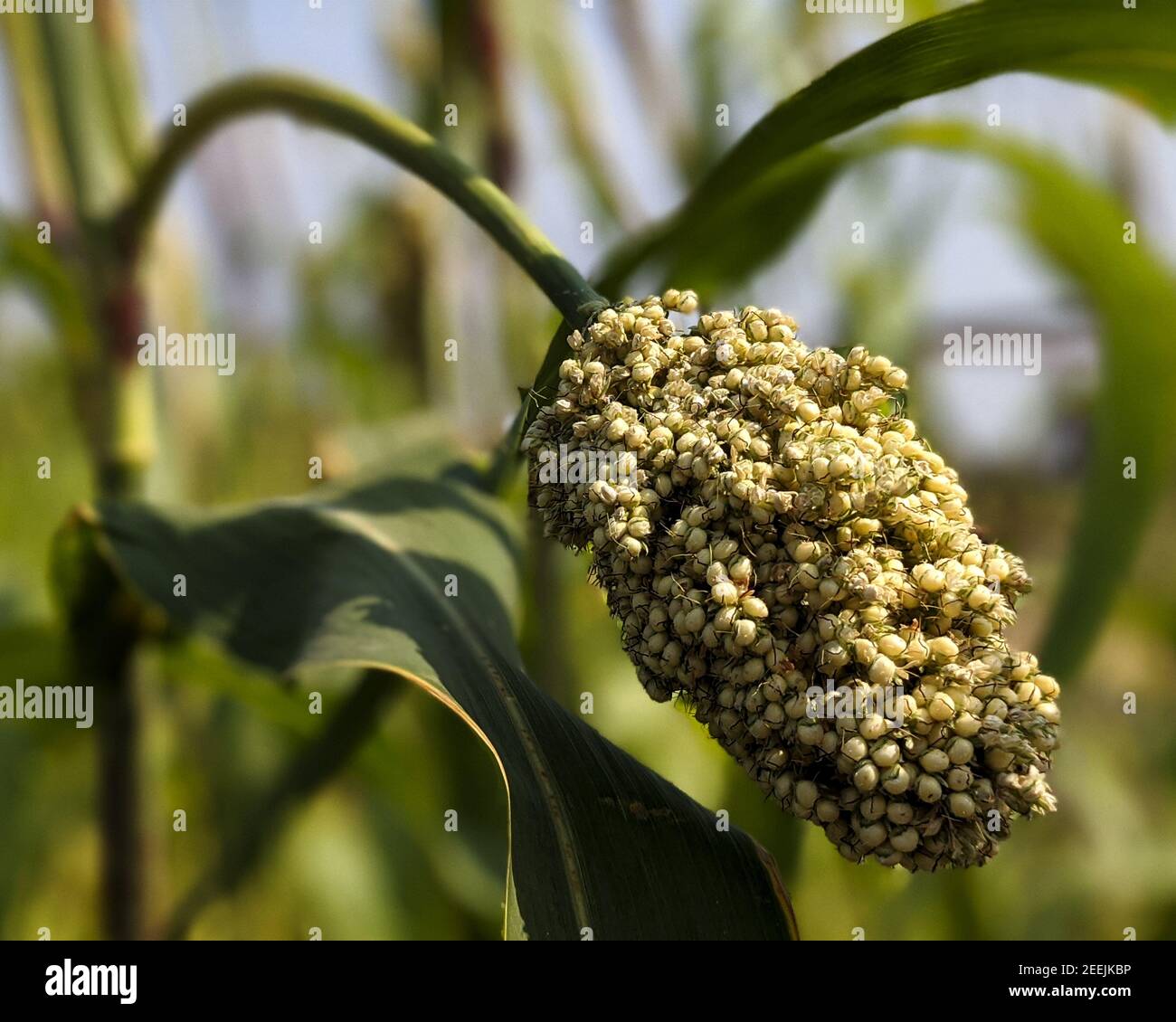 Flowering in corn field hi-res stock photography and images - Alamy