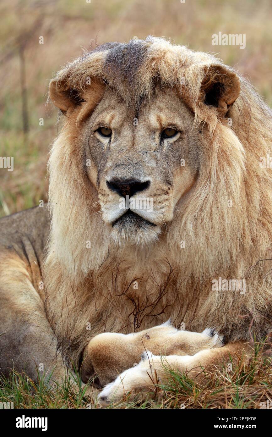 Lion in rain hi-res stock photography and images - Alamy