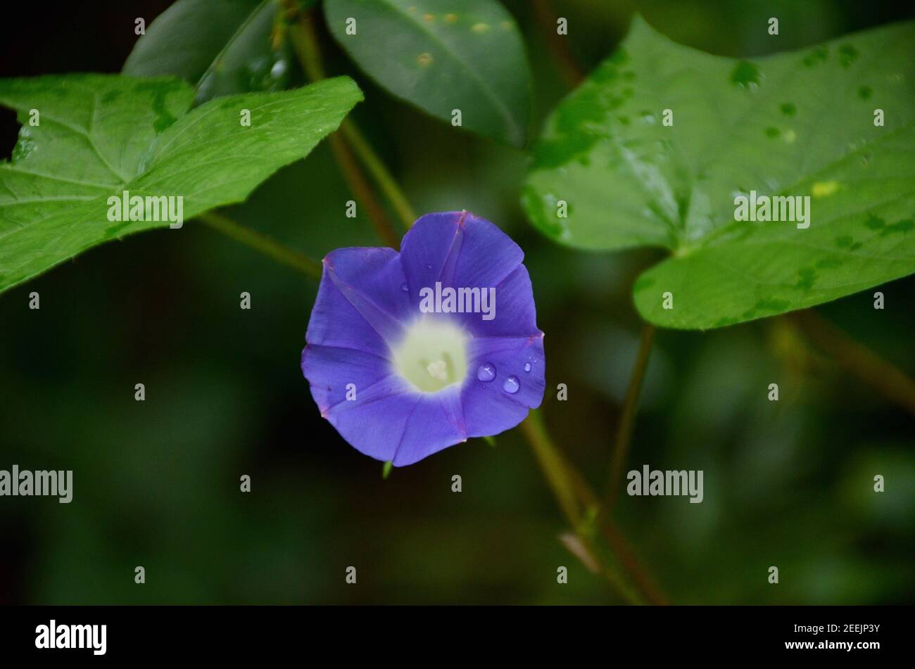 Closeup shot of a blue color annual vine flower growing in the garden ...