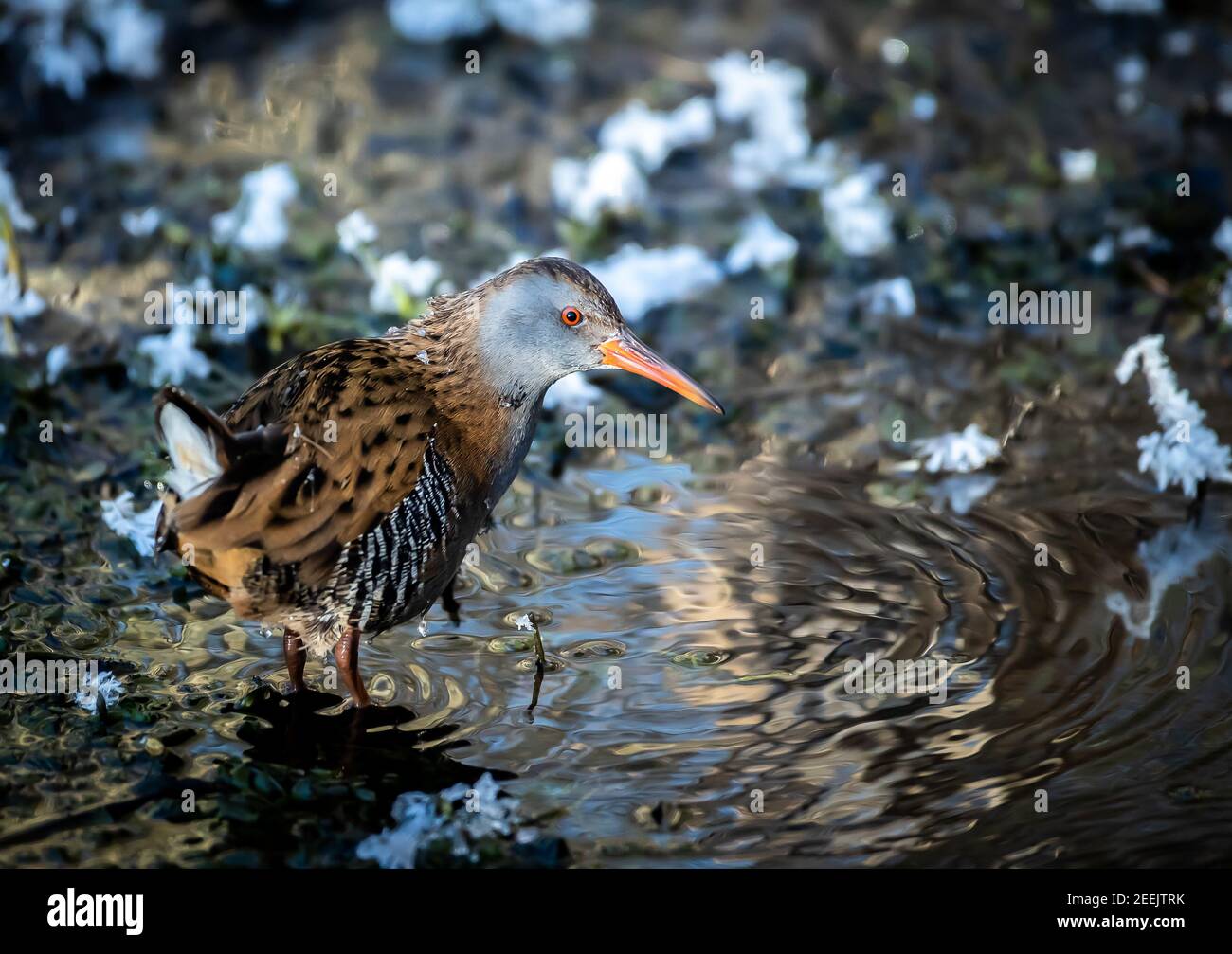 Closeup shot of a water rail bird Stock Photo - Alamy
