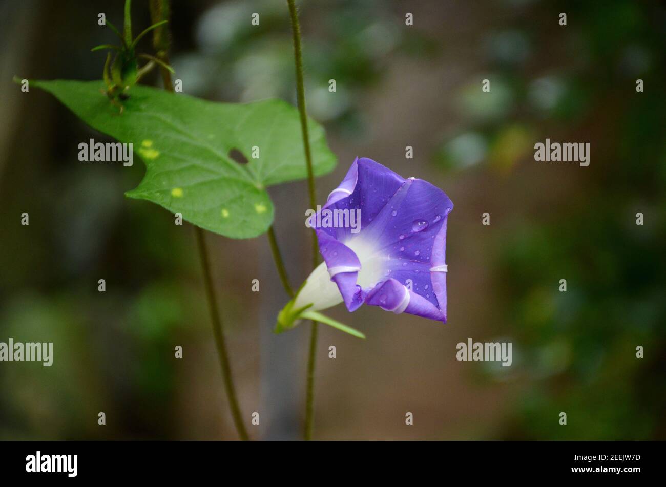 Closeup shot of a blue color annual vine flower growing in the garden ...