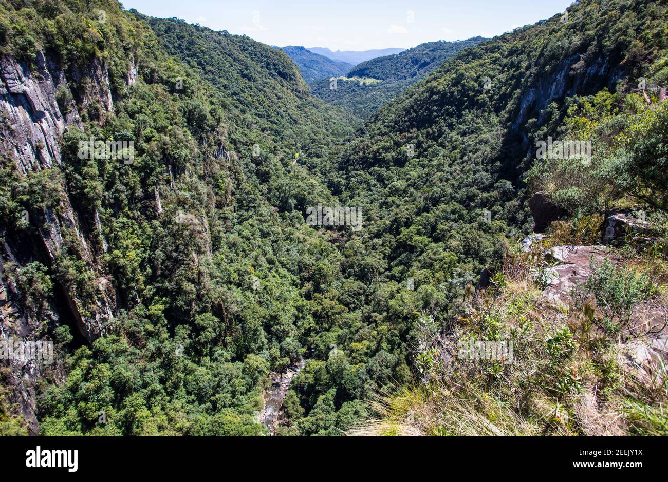 Beautiful scenery of a subtropical forest in southern Brazil Stock ...