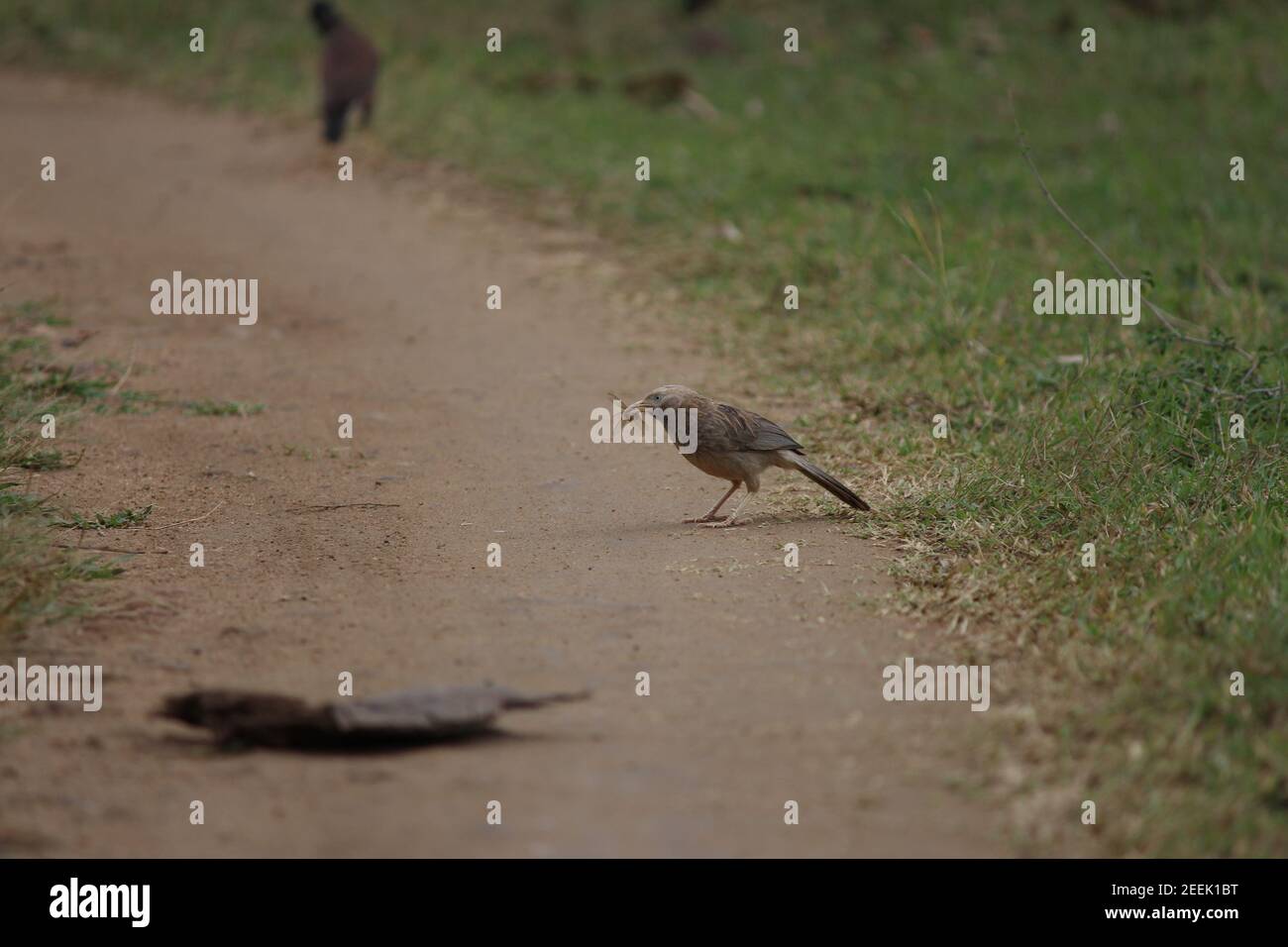 Bird on the ground holding an insect Stock Photo - Alamy