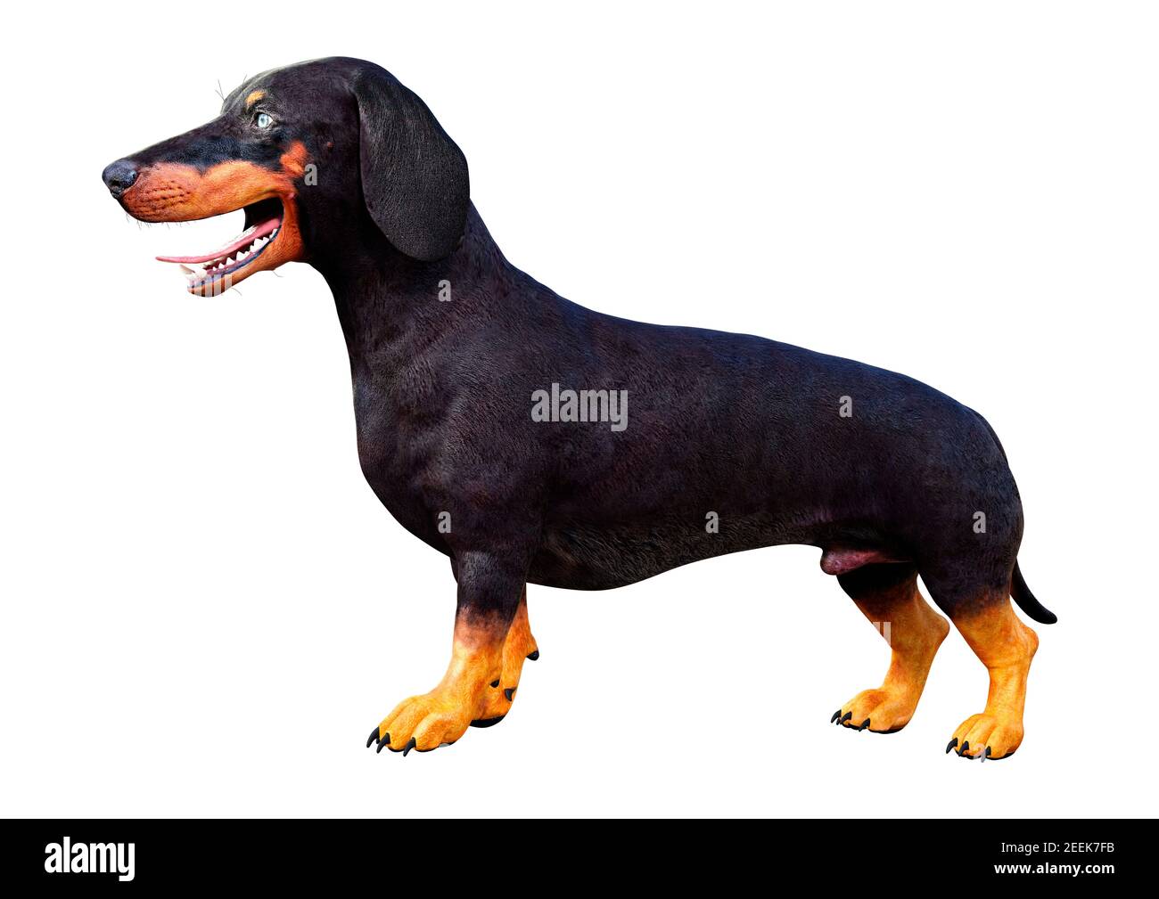 3D rendering of a dachshund or badger dog or sausage dog isolated on ...