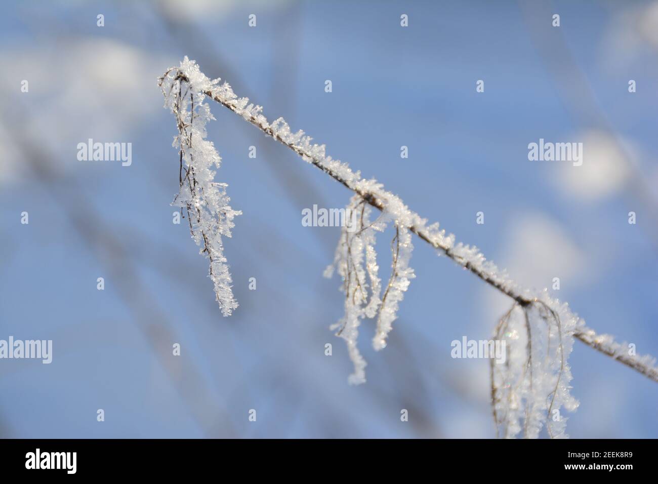 Frosted branch hi-res stock photography and images - Alamy