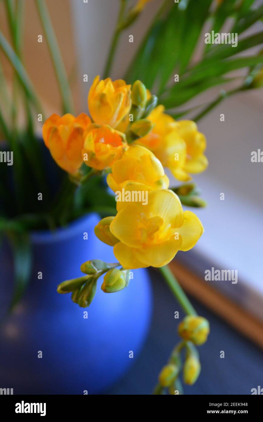 Frezijos hi-res stock photography and images - Alamy