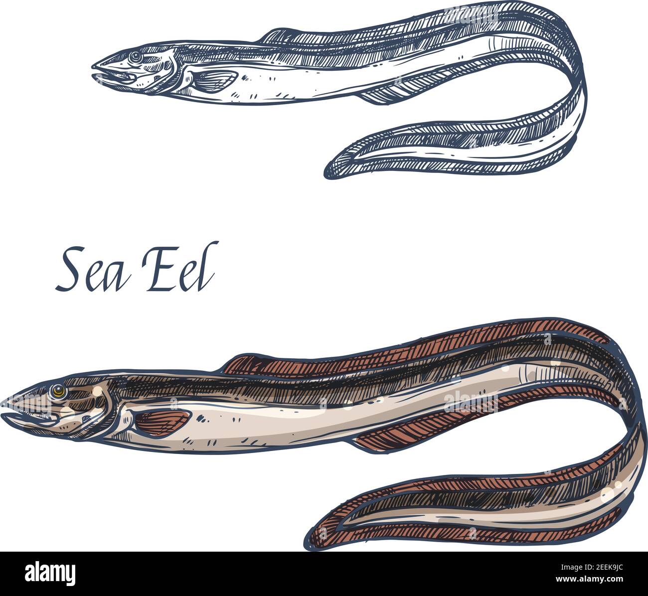 Eel fish vector sketch icon. Isolated sea or river eel species ...