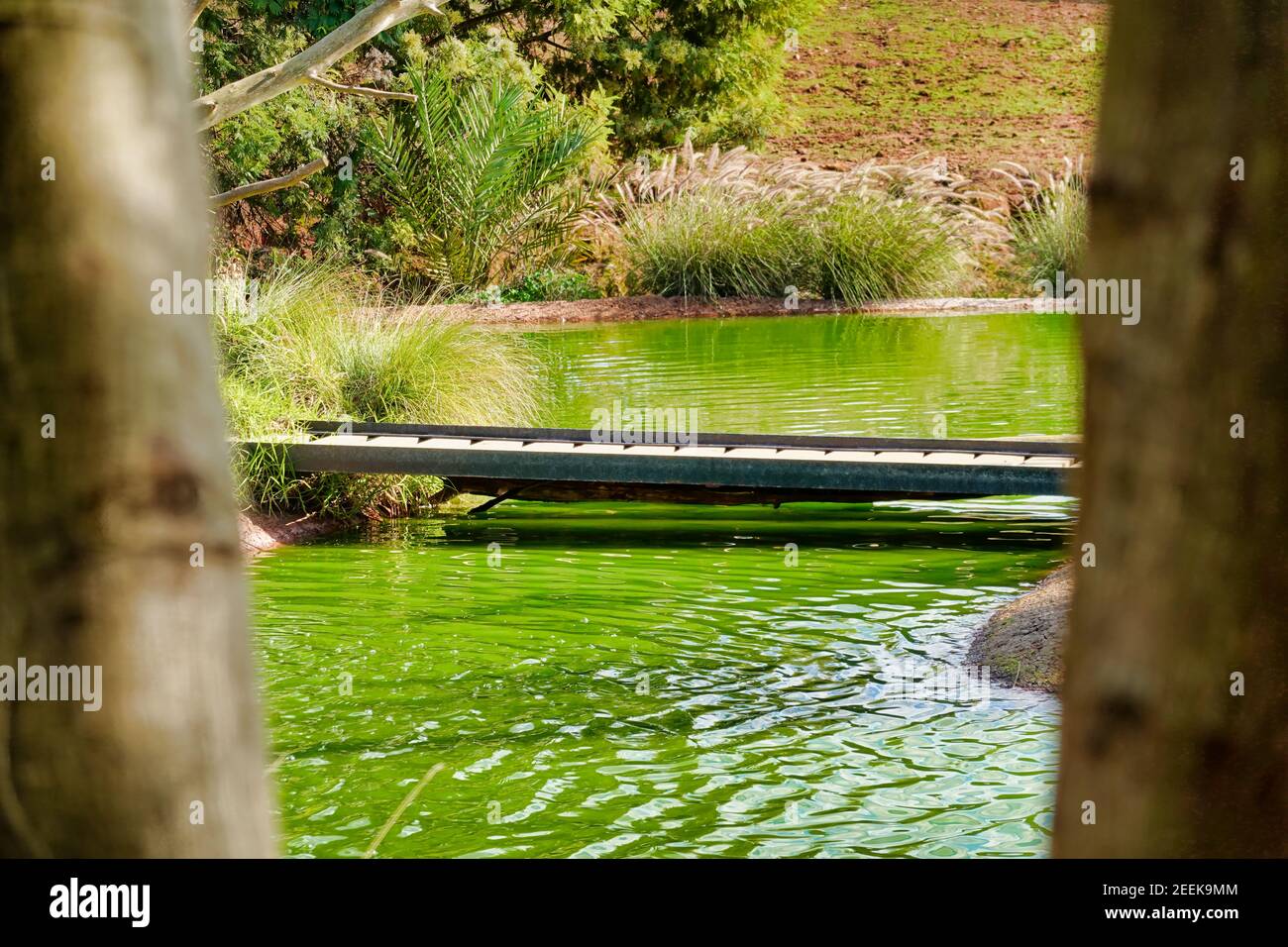 Wooden platform spanning over the lake in a wild environment Stock ...