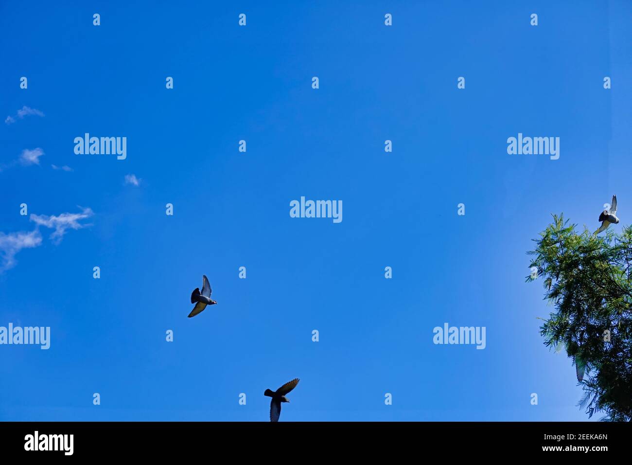 Low angle shots of birds flying against the blue sky Stock Photo - Alamy
