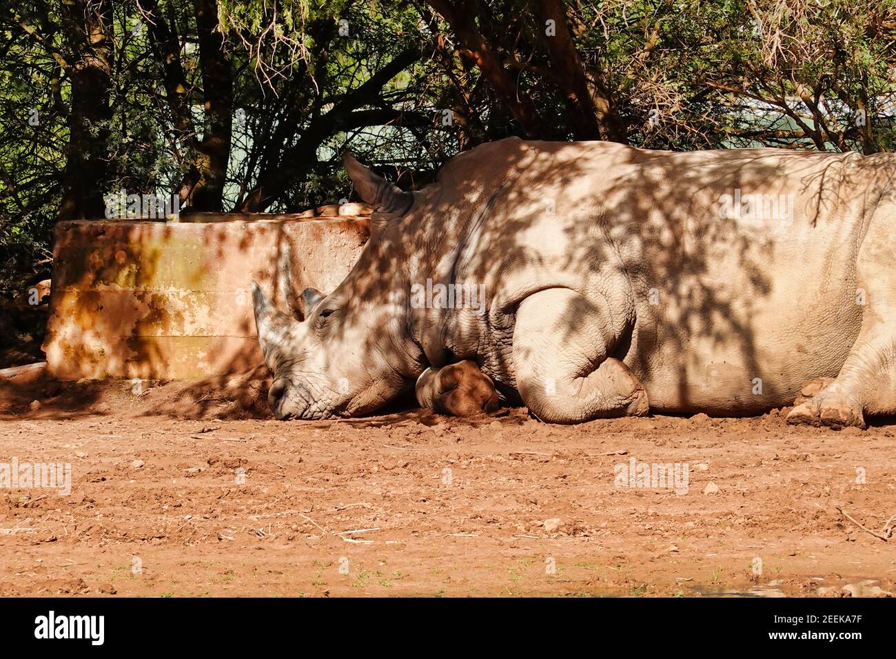 Tree shade rhino hi-res stock photography and images - Alamy