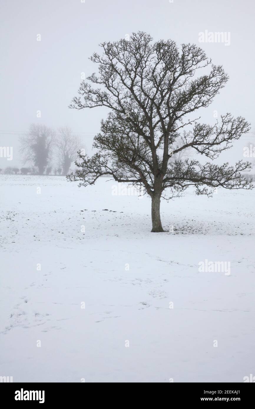 Single tree in snowy field Stock Photo - Alamy