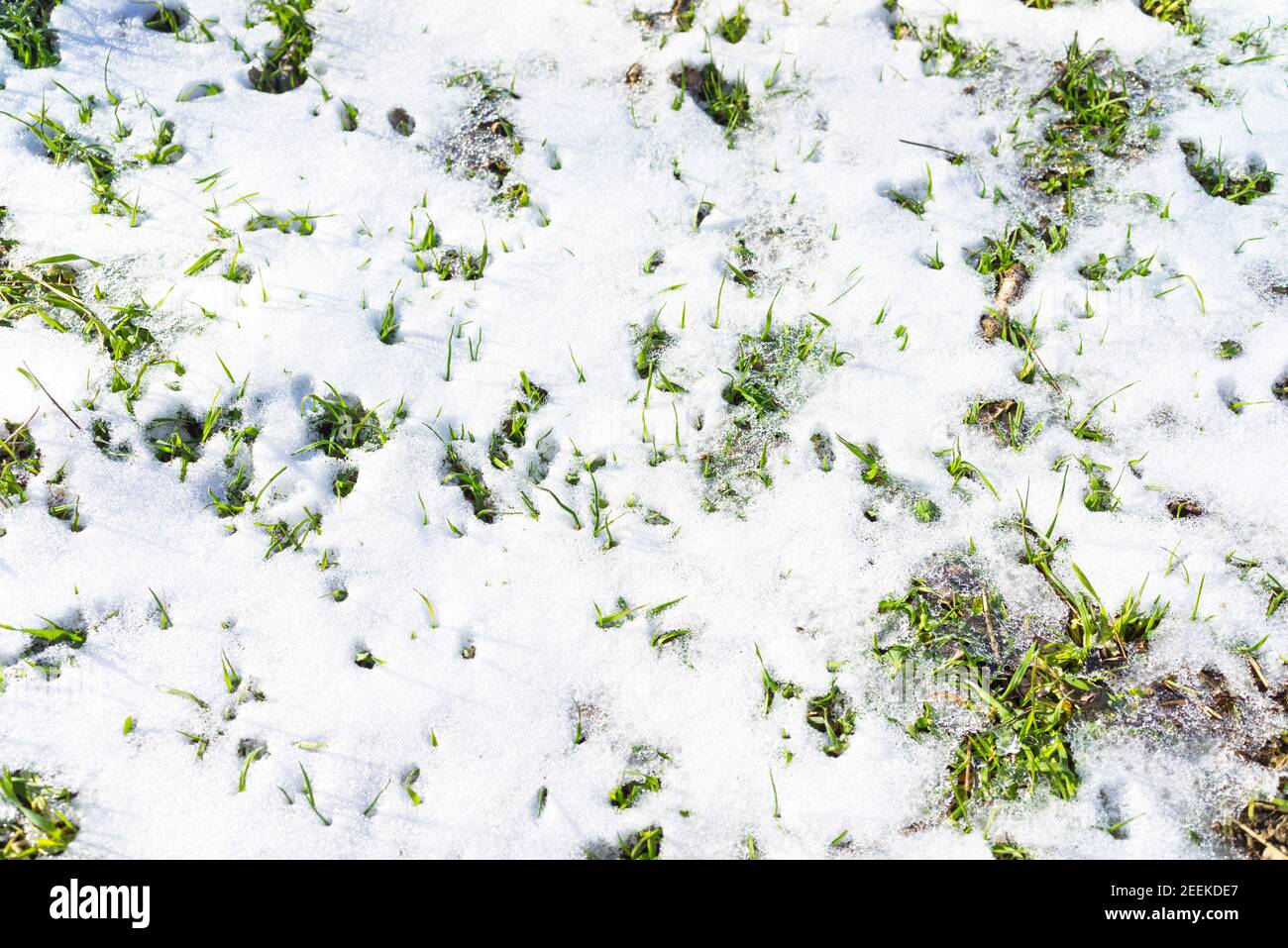 Snow on grass Stock Photo - Alamy