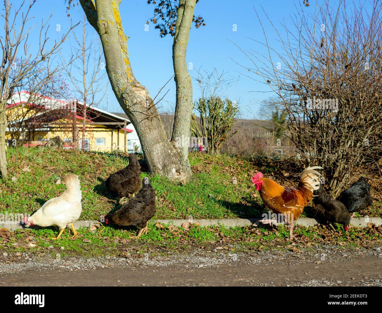 Ecological farming hi-res stock photography and images - Alamy