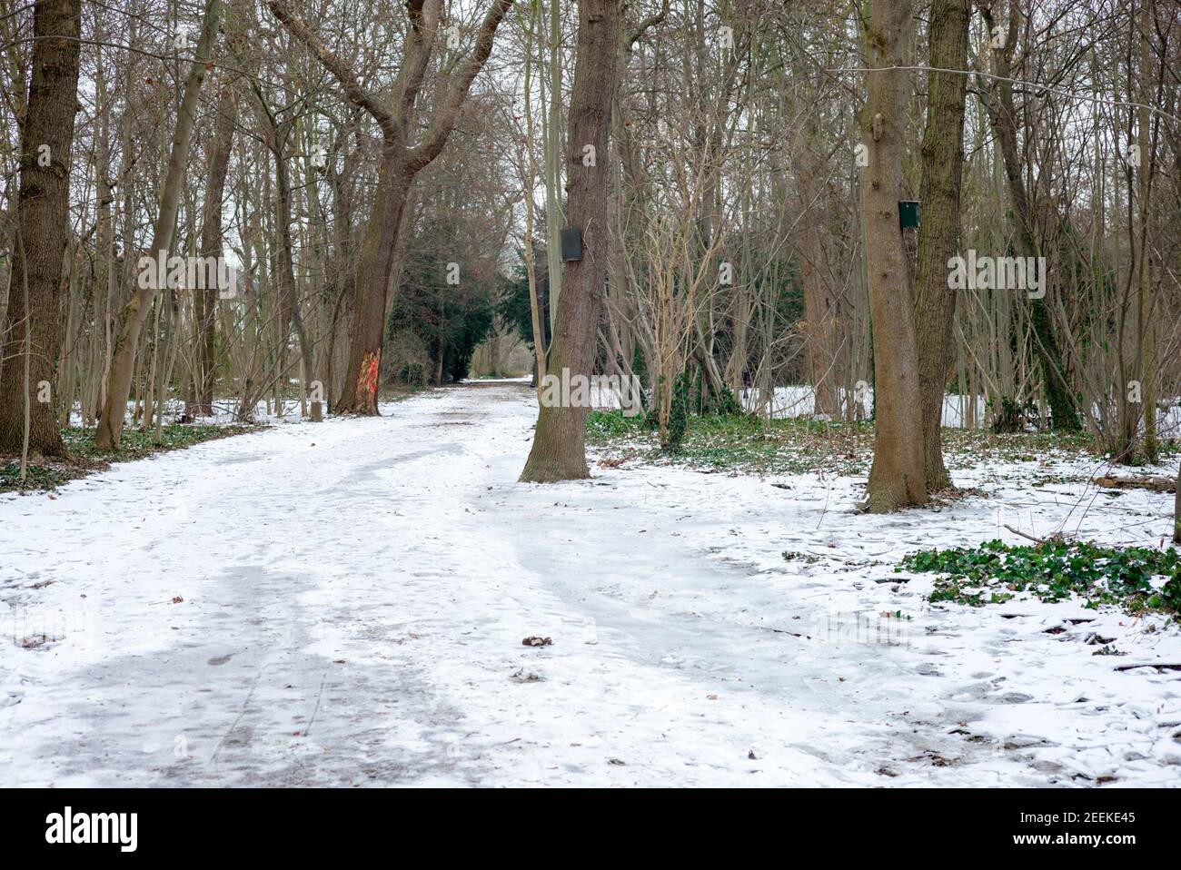 Frozen flood water at Parkinsel in Ludwigshafen, Germany, during ...