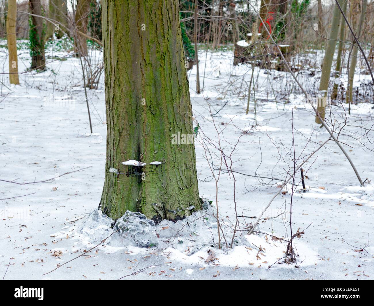 Frozen flood water at Ludwigshafen Parkinsel, Germany, during seasonal ...