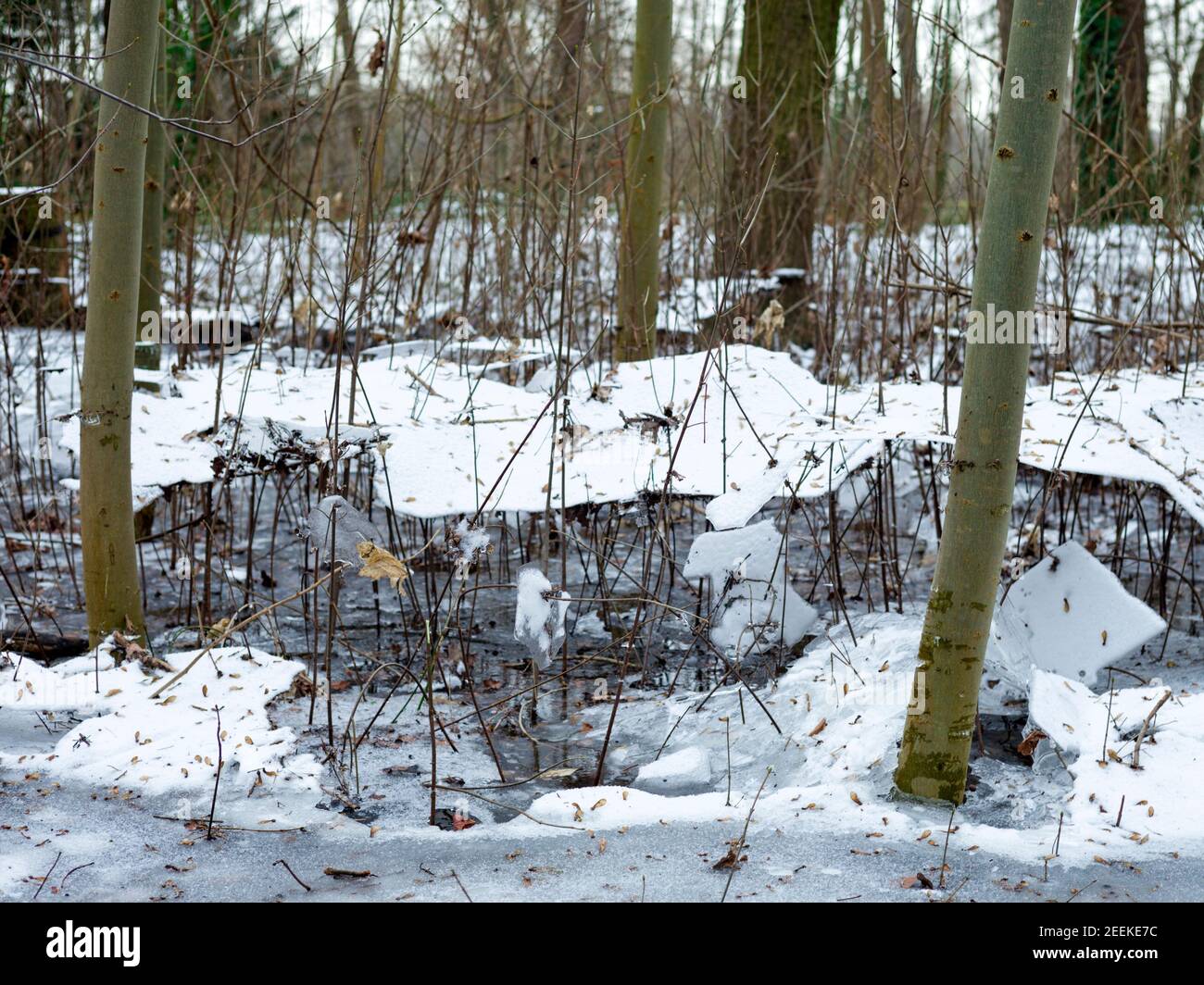 Frozen flood water at Ludwigshafen Parkinsel, Germany, during seasonal ...