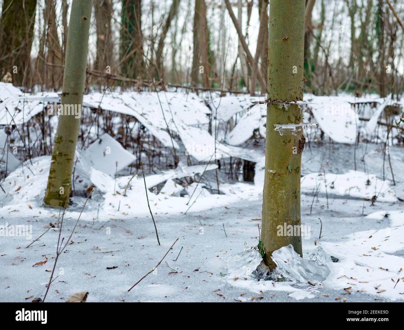 Frozen flood water at Ludwigshafen Parkinsel, Germany, during seasonal ...