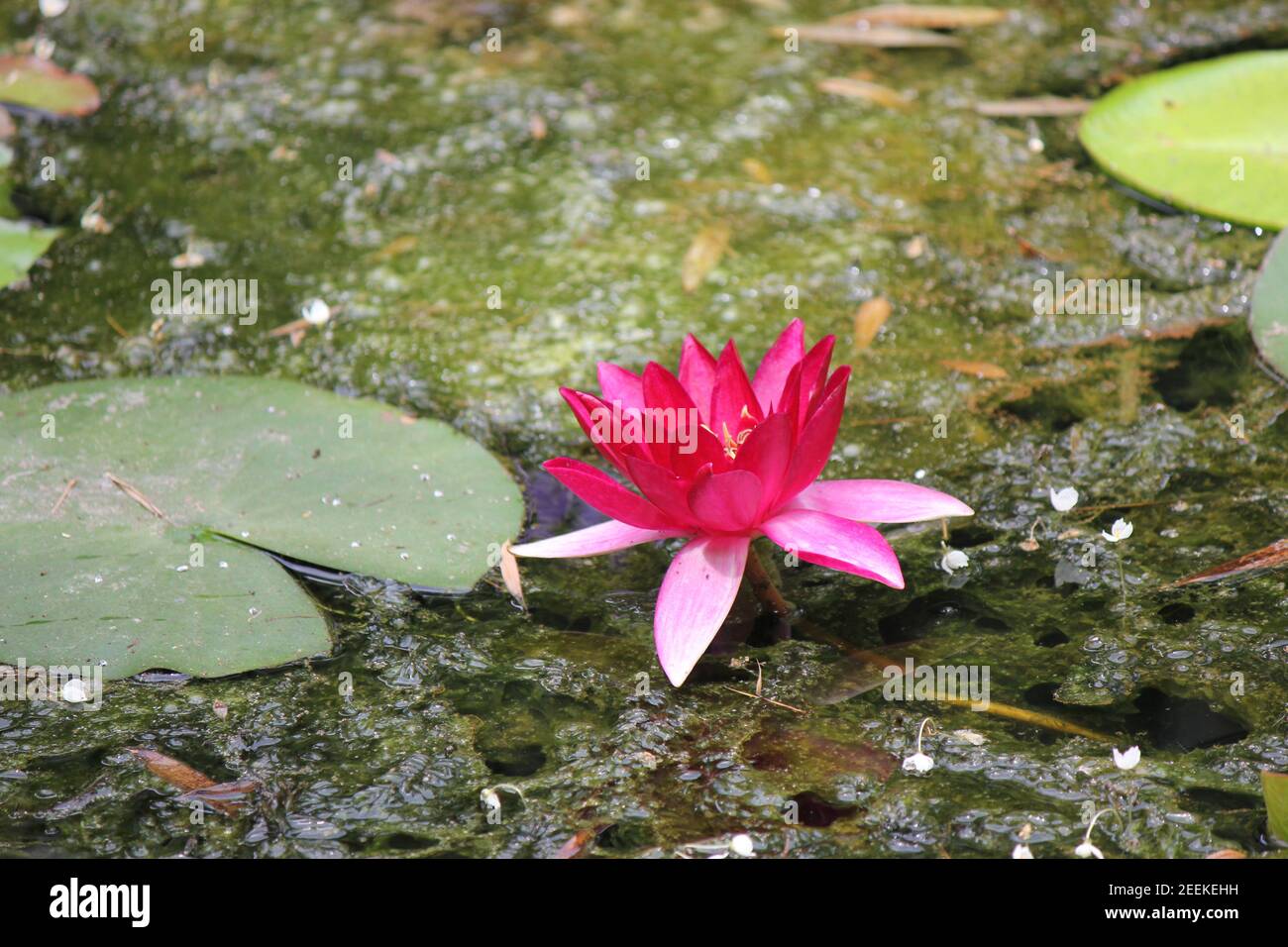 New Zealand Water Lilly Stock Photo - Alamy