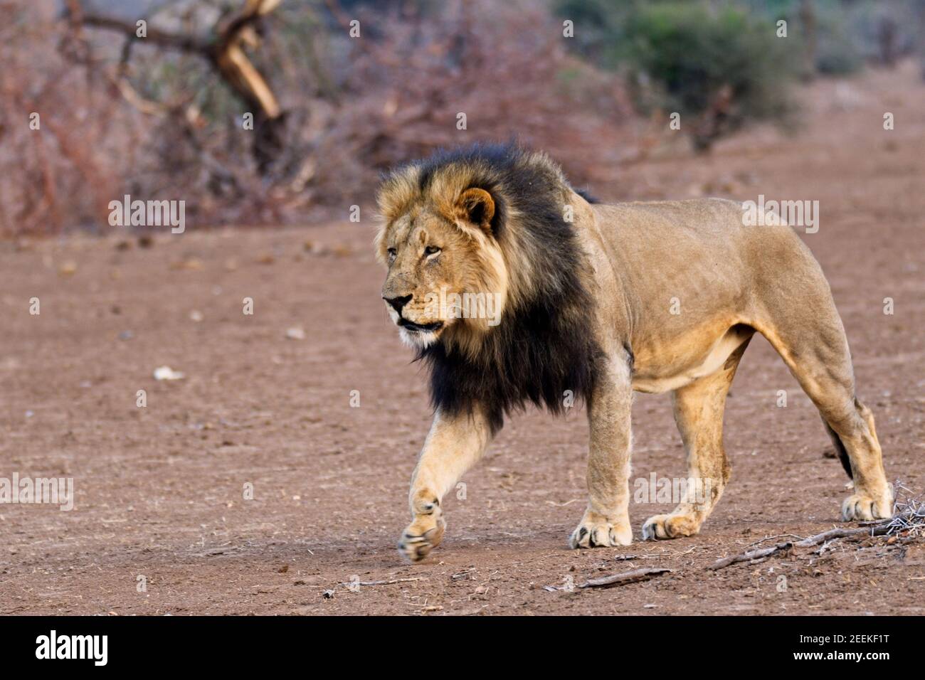 Lion on the prowl Stock Photo - Alamy