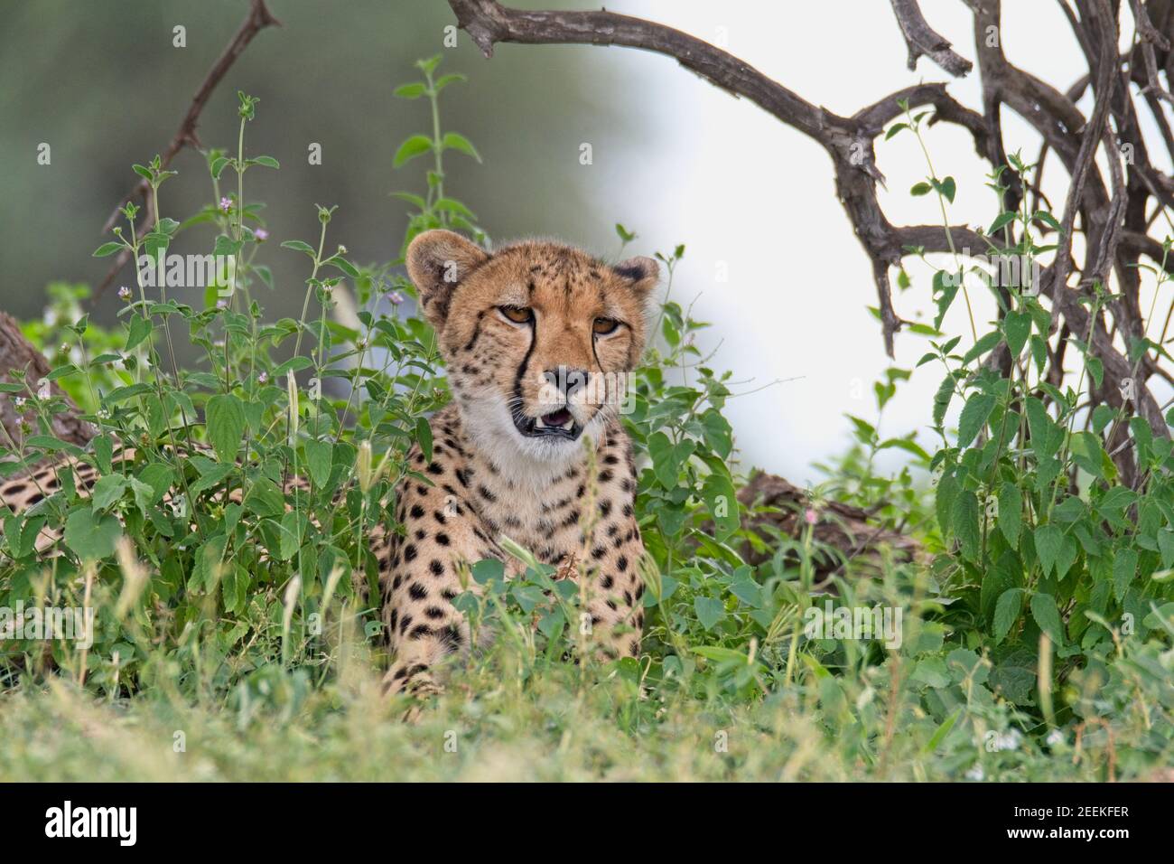 Cheetah under a sheperd tree Stock Photo - Alamy