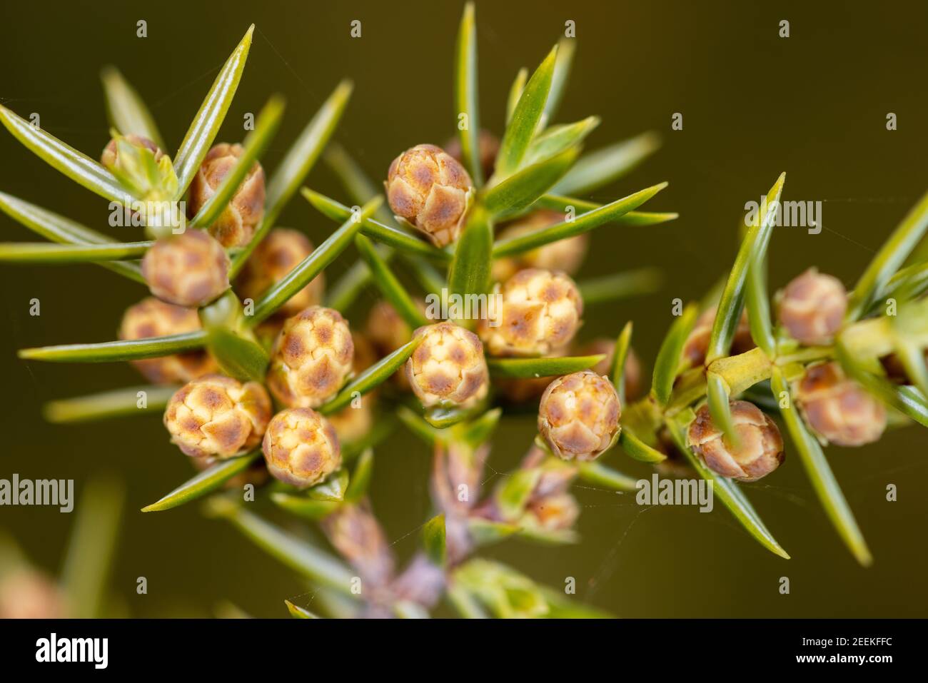 Juniper flower hi-res stock photography and images - Alamy