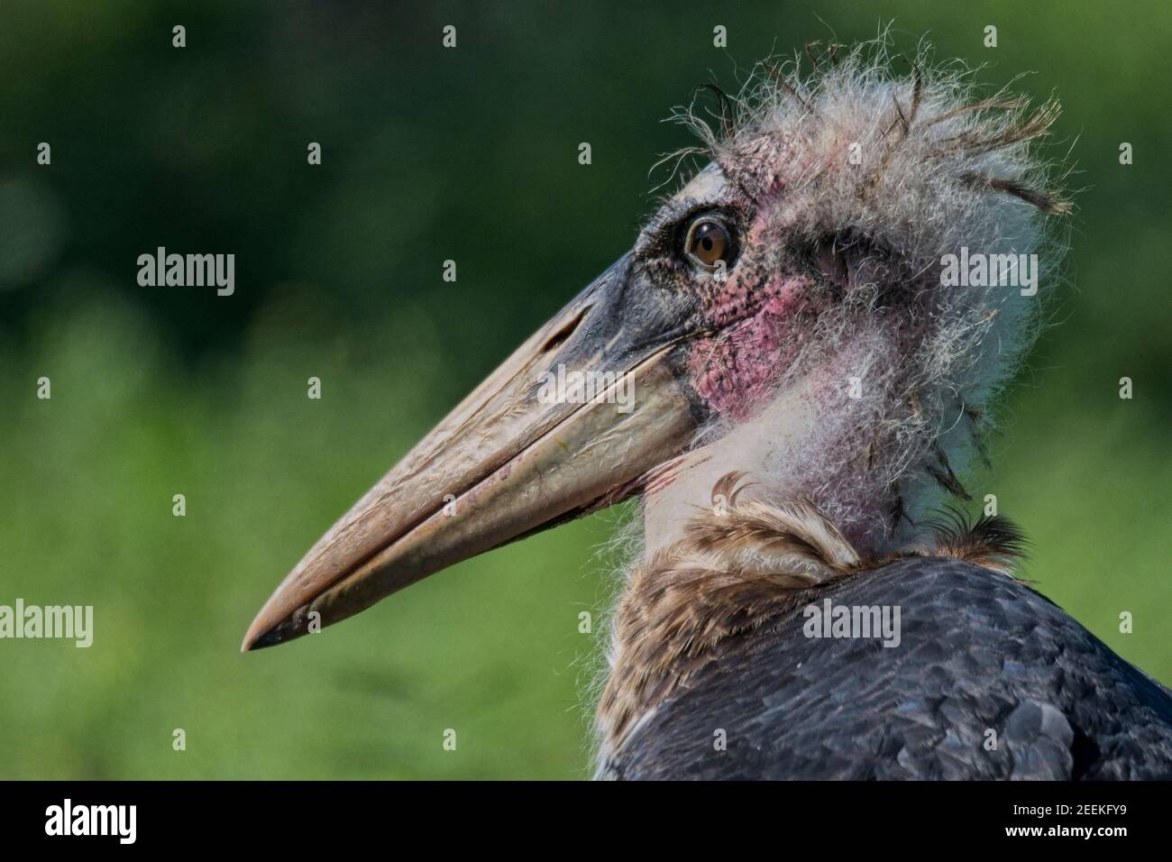 Marabou Stork portrait Stock Photo - Alamy
