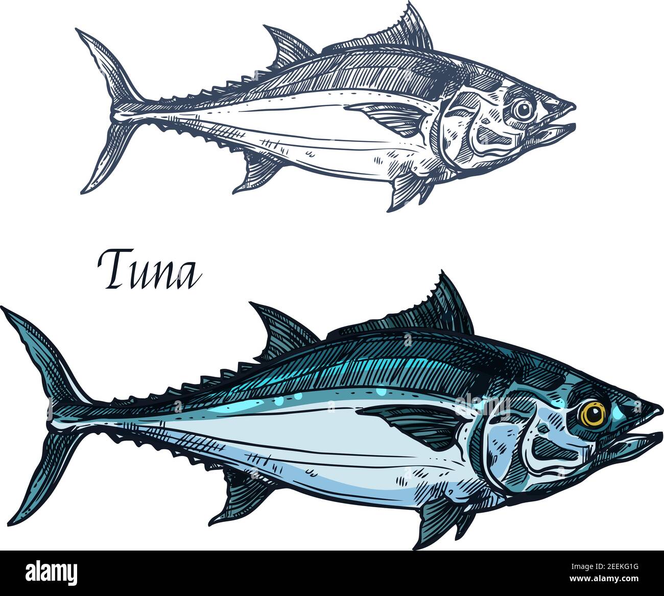 Tuna fish vector sketch icon. Isolated sea or atlantic mackerel ...