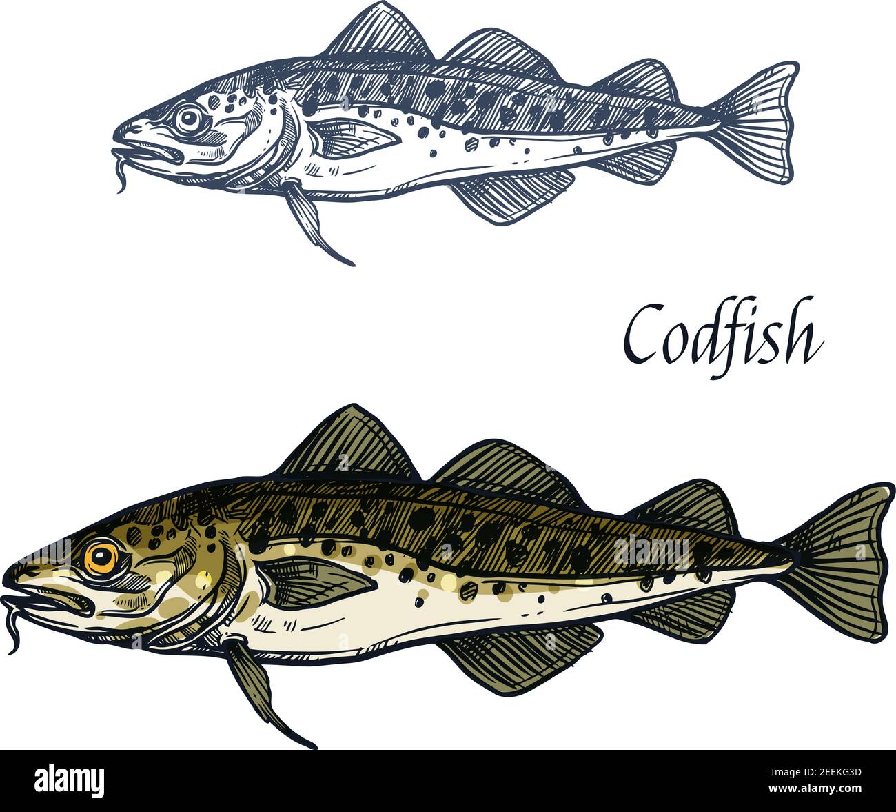 Haddock fish vector vectors hi-res stock photography and images - Alamy