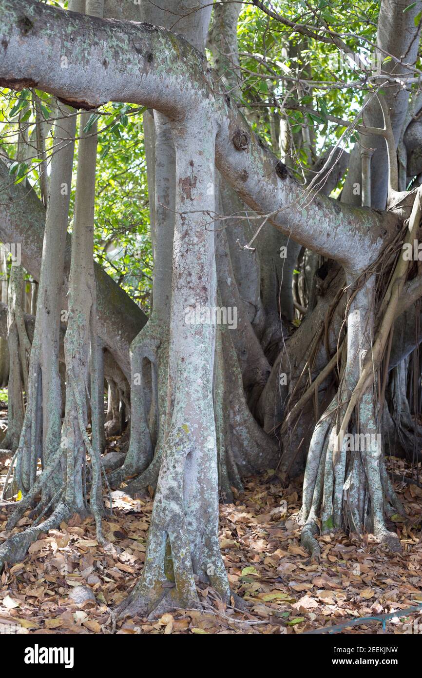 Ficus benghalensis - banyan tree Stock Photo - Alamy