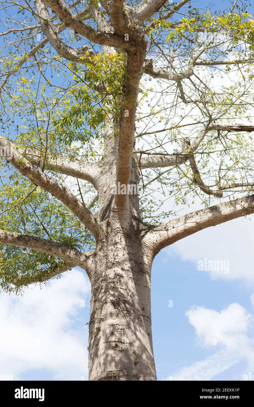 The kapok tree florida hi-res stock photography and images - Alamy