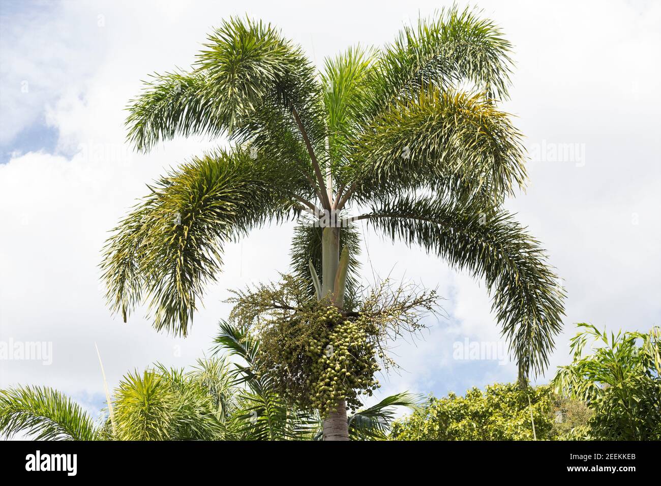 Wodyetia bifurcata - foxtail palm Stock Photo - Alamy