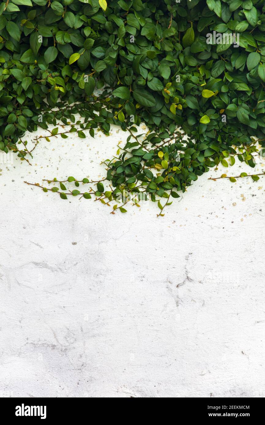 Long branches of a plant on a white stucco wall with copyspace Stock ...