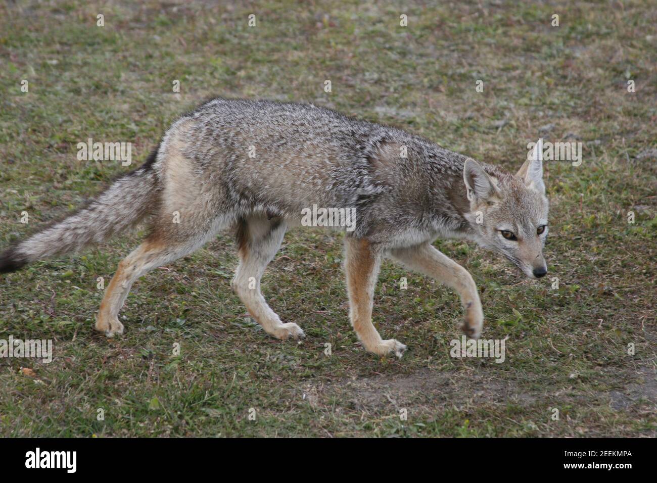 Grey Zorro stalking Stock Photo - Alamy