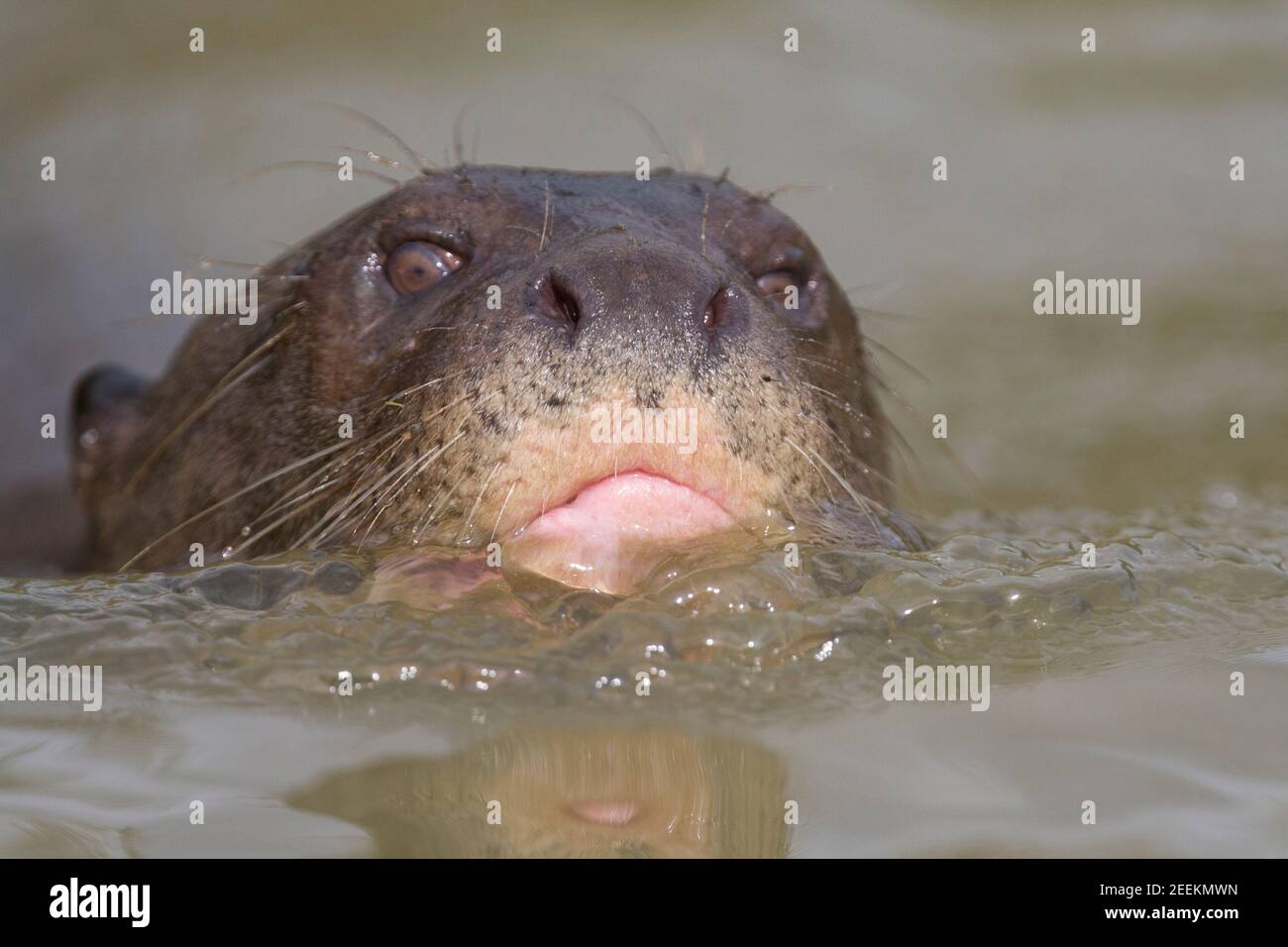 Giant otter full frontal hi-res stock photography and images - Alamy