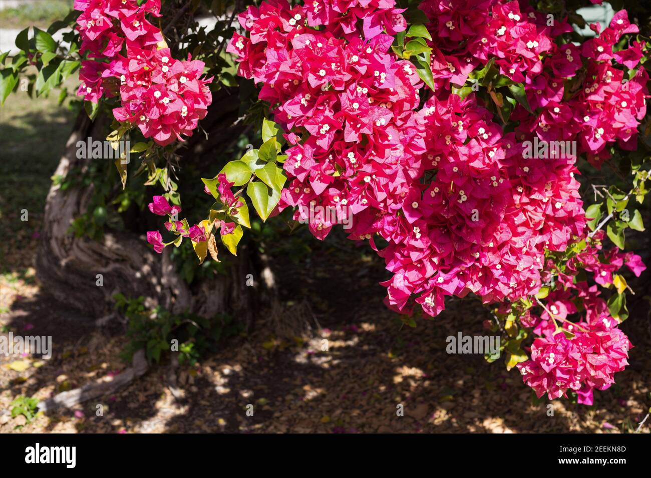 Bougainvillea glabra 'Margaret Bacon' flowers Stock Photo - Alamy