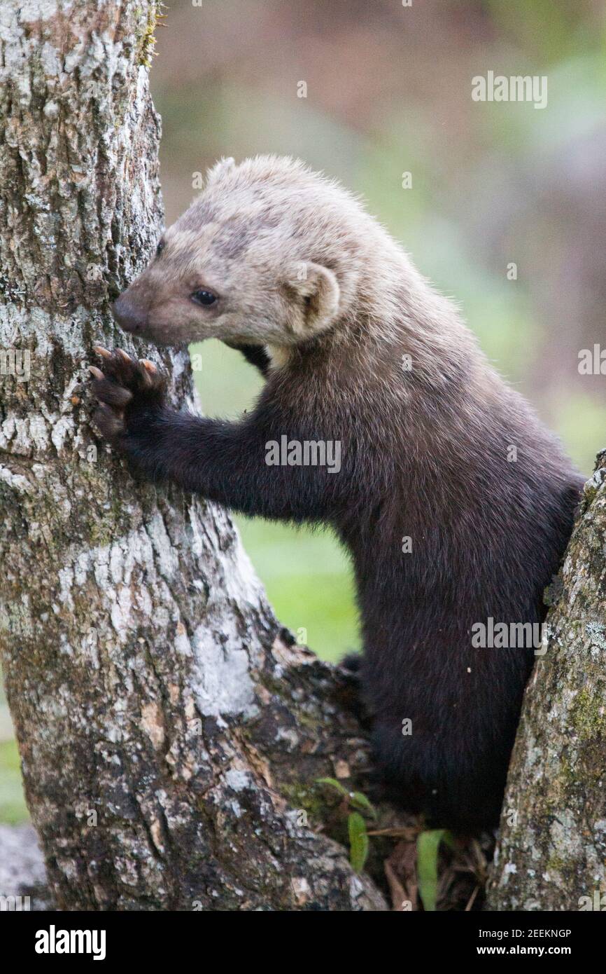 Tayra hi-res stock photography and images - Alamy