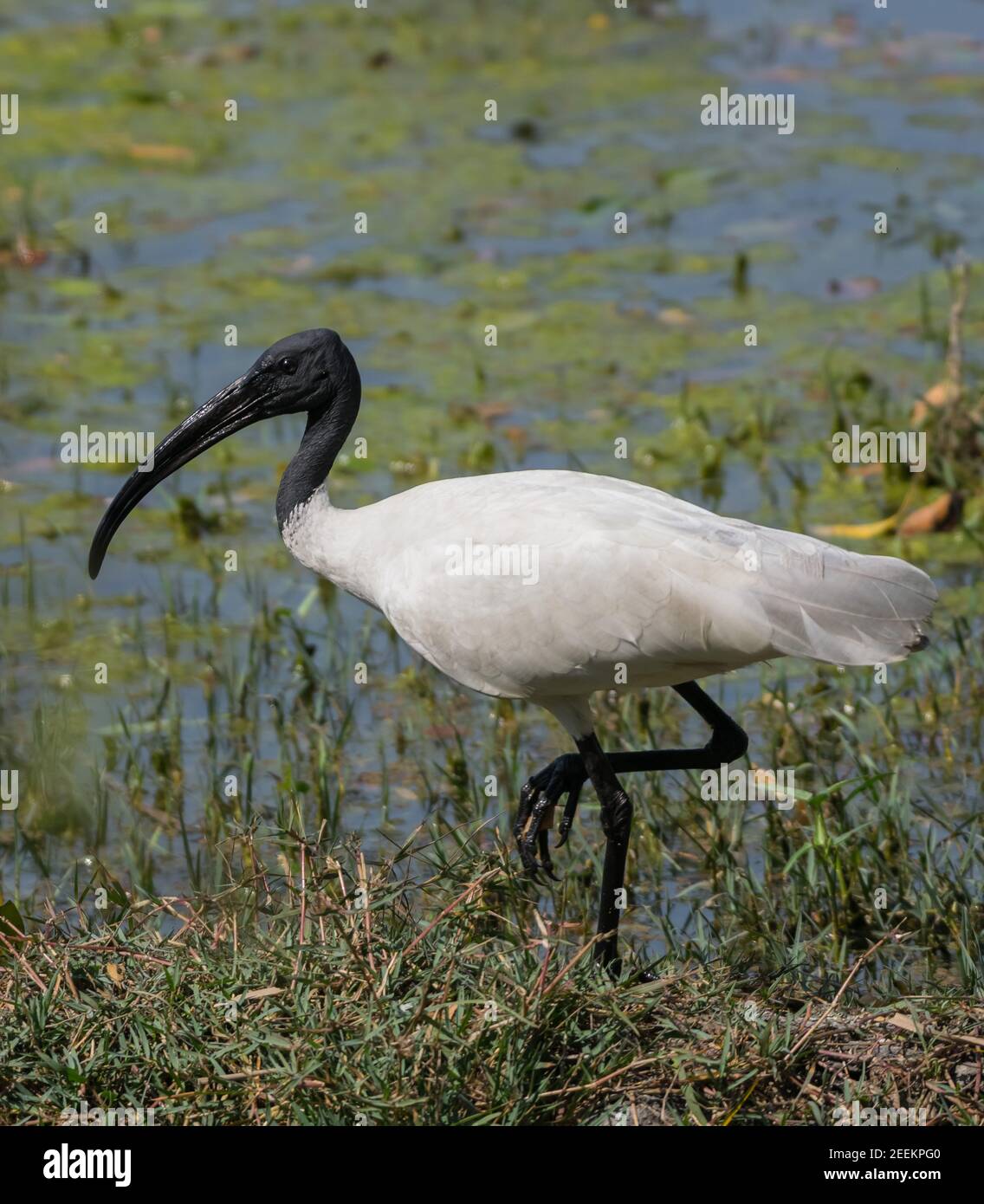 The black-headed ibis or Threskiornis melanocephalus or Oriental white ...